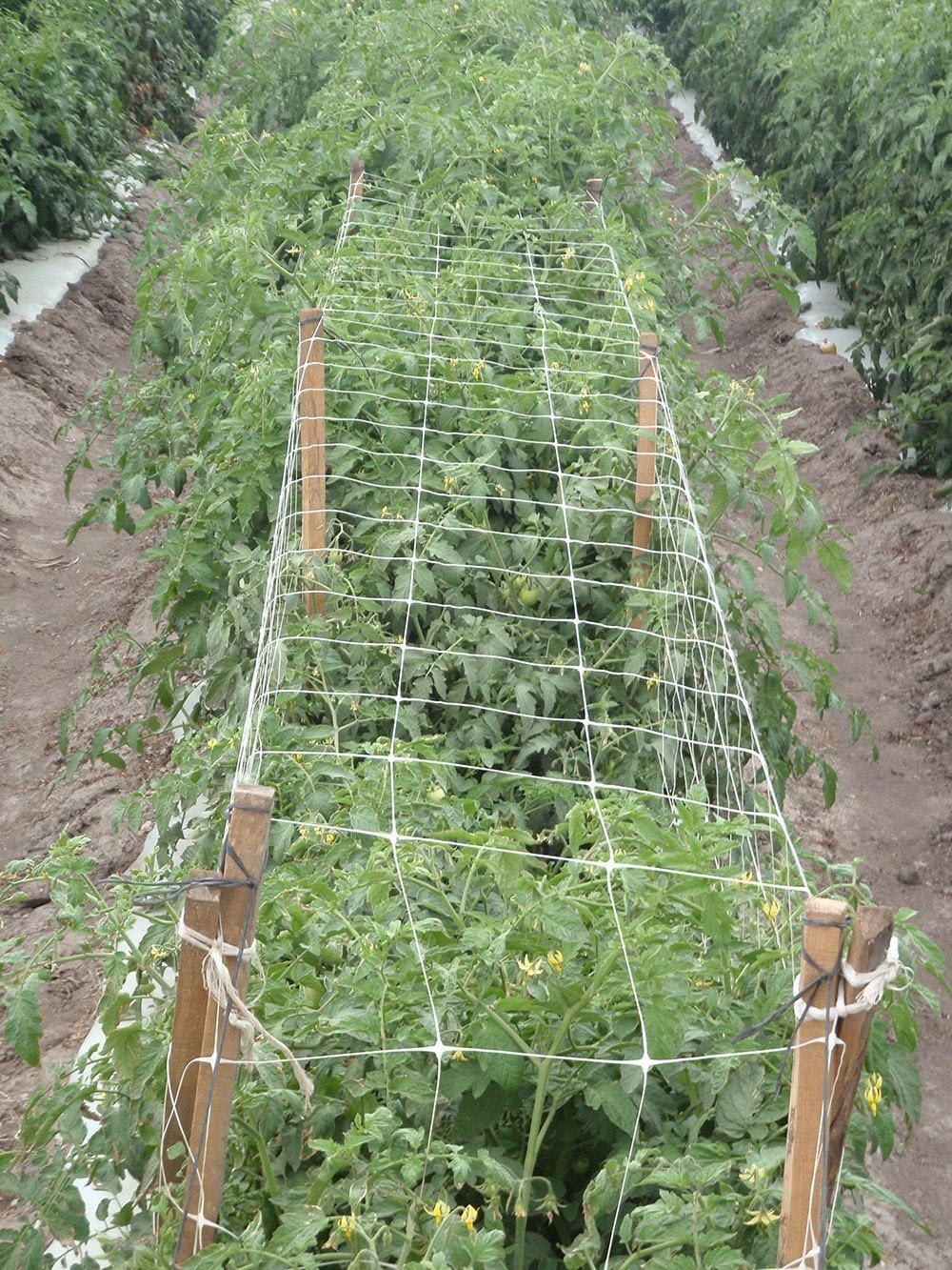 Tenax Hortonova Plant Trellis Net LM 120" X 100' (1A170308) | Tenax Fence